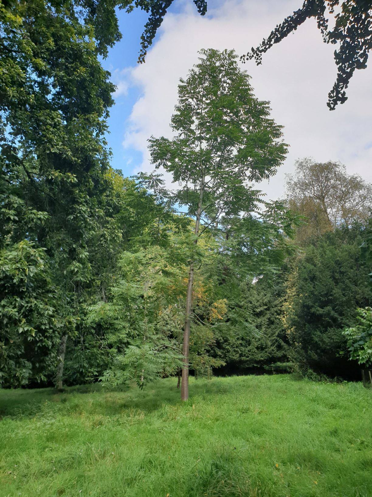 Toona sinensis - Chinese mahogany | Westonbirt
