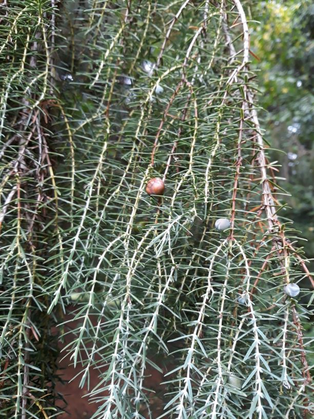 Juniperus cedrus - Canary Islands juniper | Westonbirt
