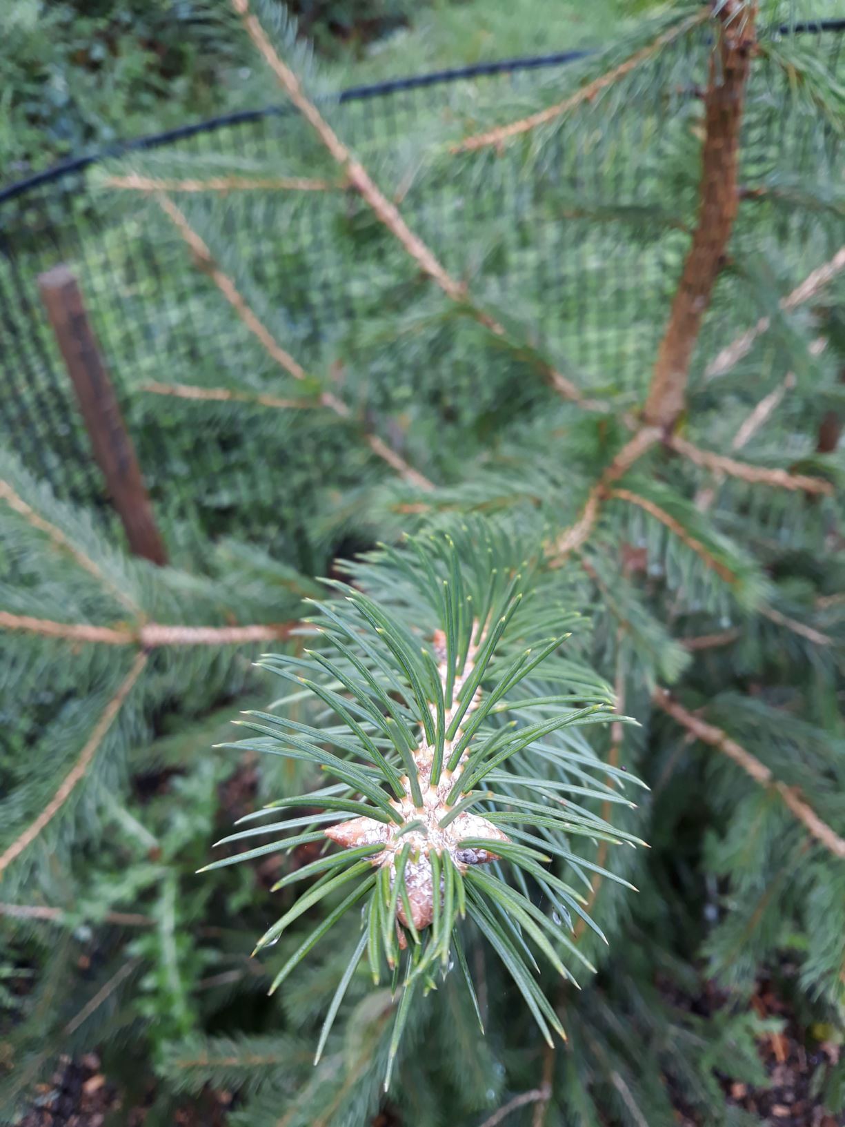 Picea martinezii - Martinez spruce | Westonbirt