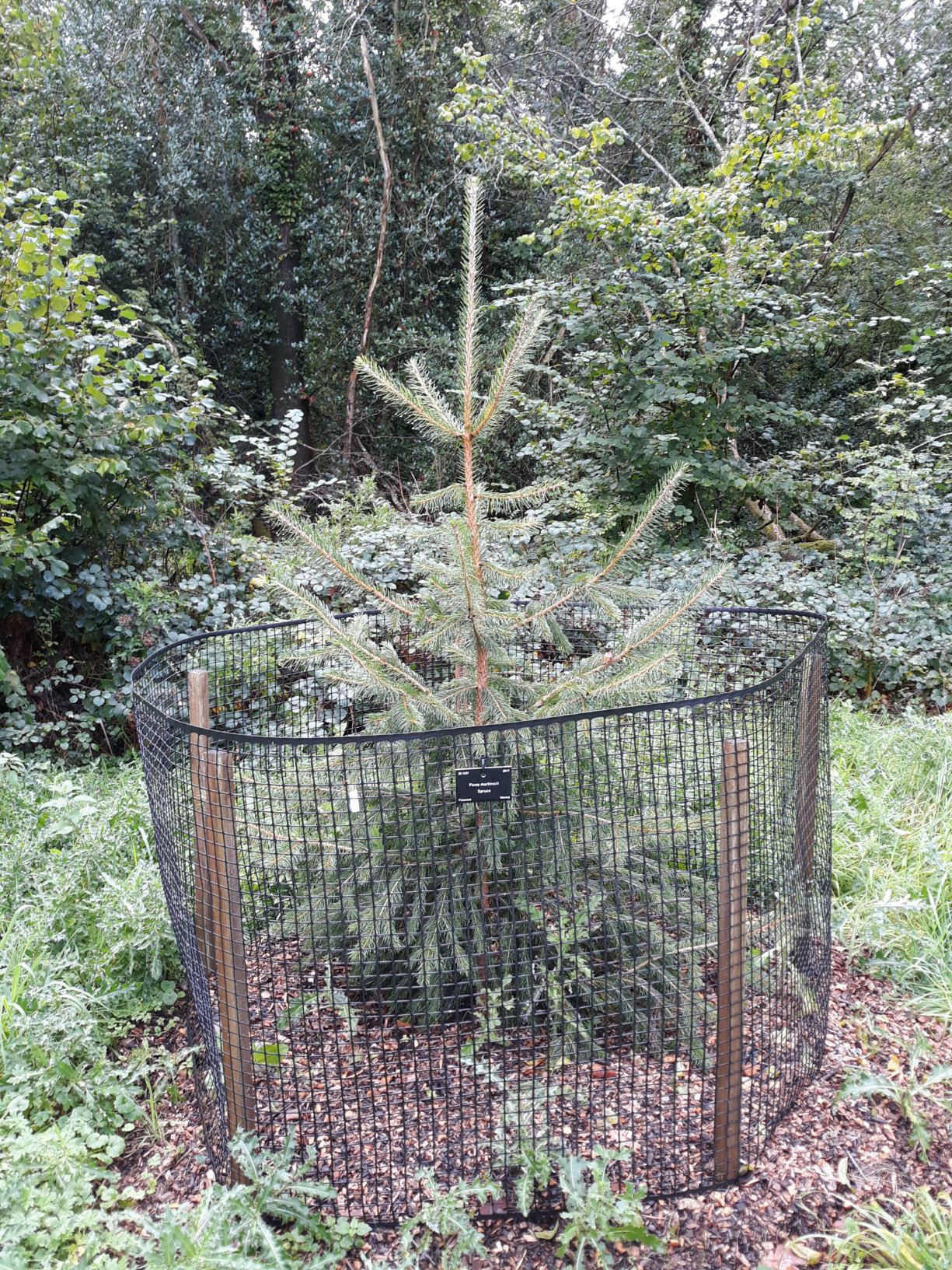 Picea martinezii - Martinez spruce | Westonbirt