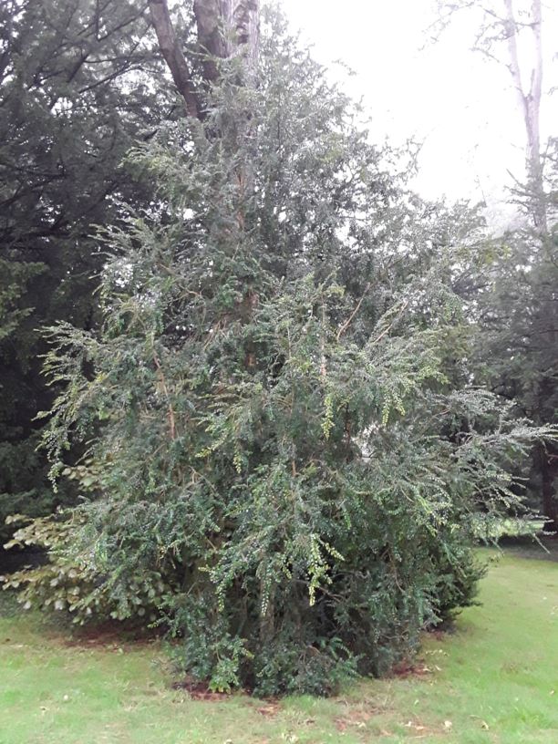 Azara microphylla - Box-leaf azara | Westonbirt