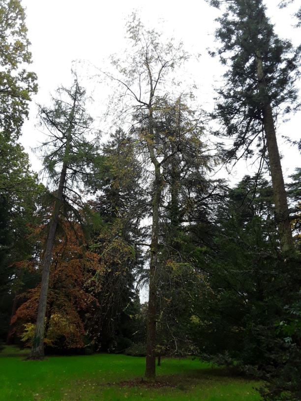 Nothofagus obliqua - Roble beech | Westonbirt