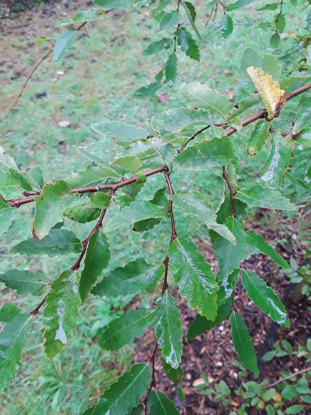 Nothofagus obliqua - Roble beech | Westonbirt
