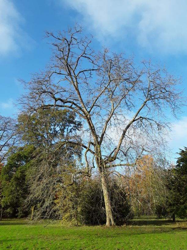 Nothofagus obliqua - Roble beech | Westonbirt