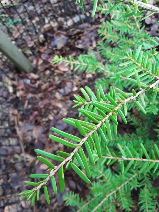 Tsuga sieboldii - Southern Japanese hemlock | Westonbirt