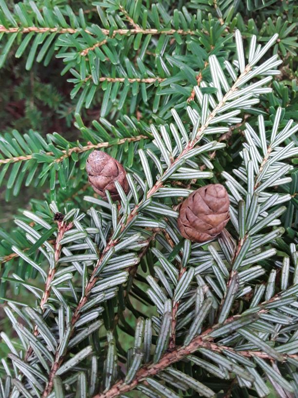 Tsuga sieboldii - Southern Japanese hemlock | Westonbirt