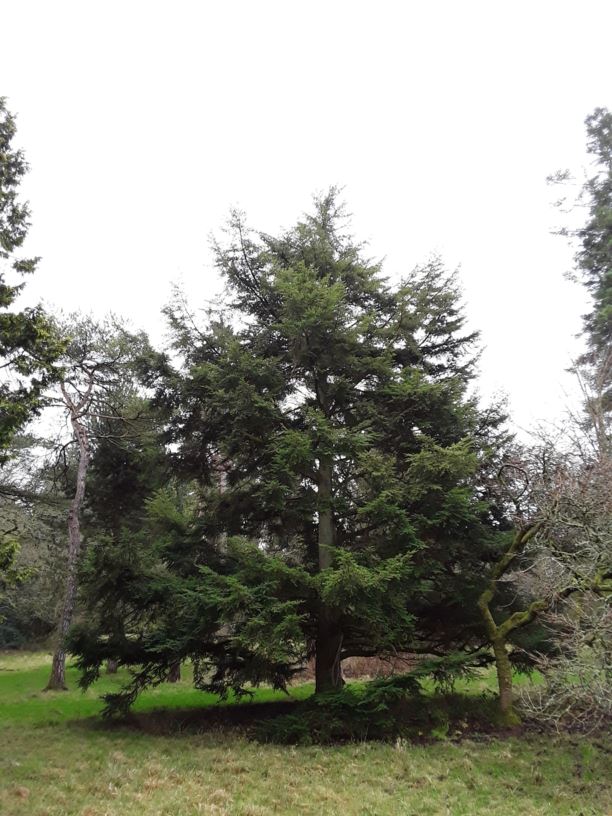 Tsuga sieboldii - Southern Japanese hemlock | Westonbirt