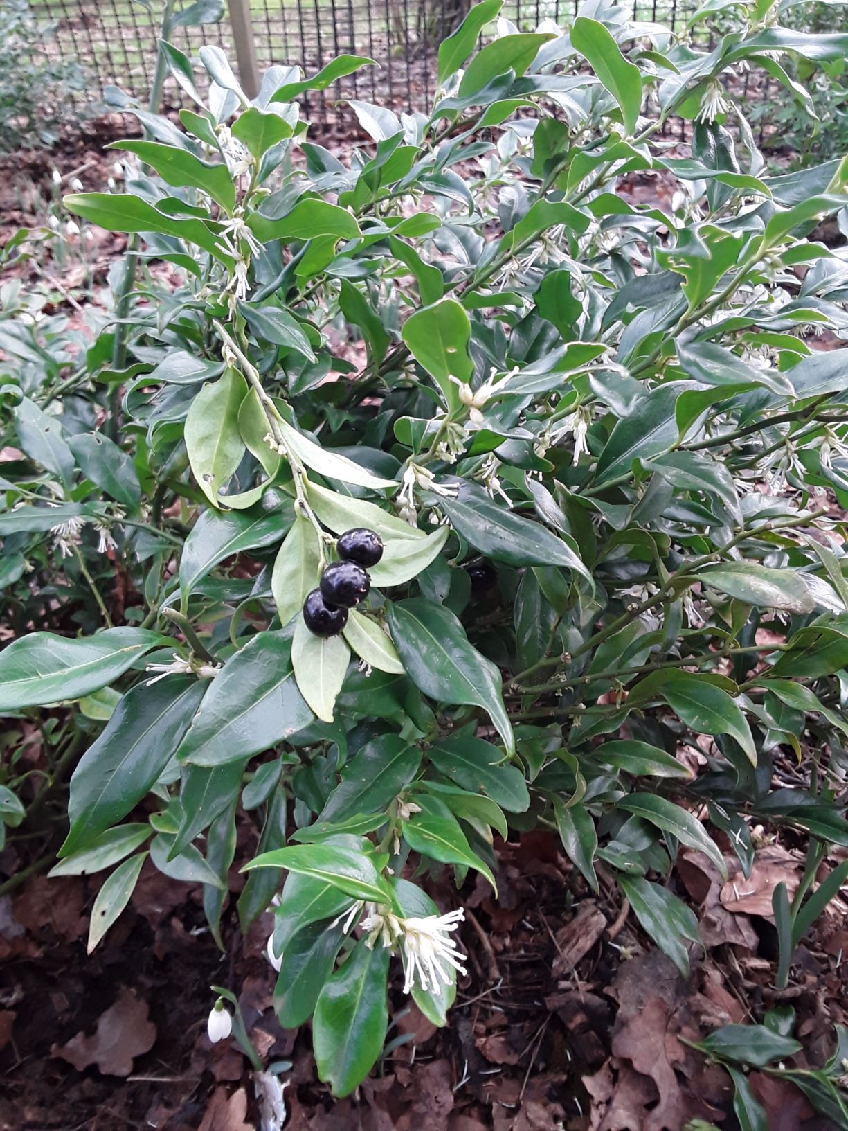 Sarcococca confusa - Christmas box | Westonbirt