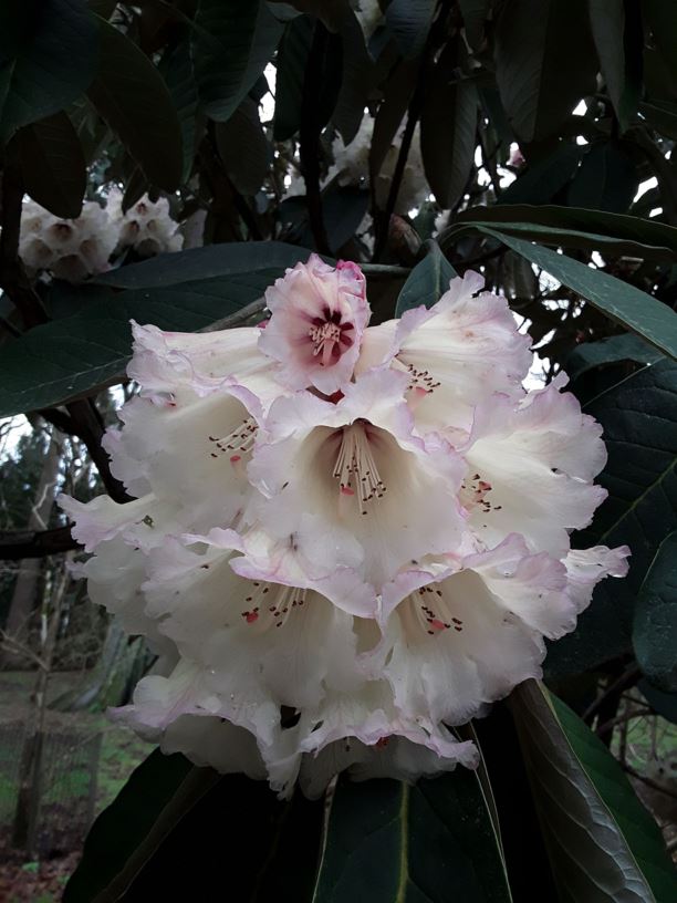 Rhododendron protistum × macabeanum - Rhododendron hybrid | Westonbirt