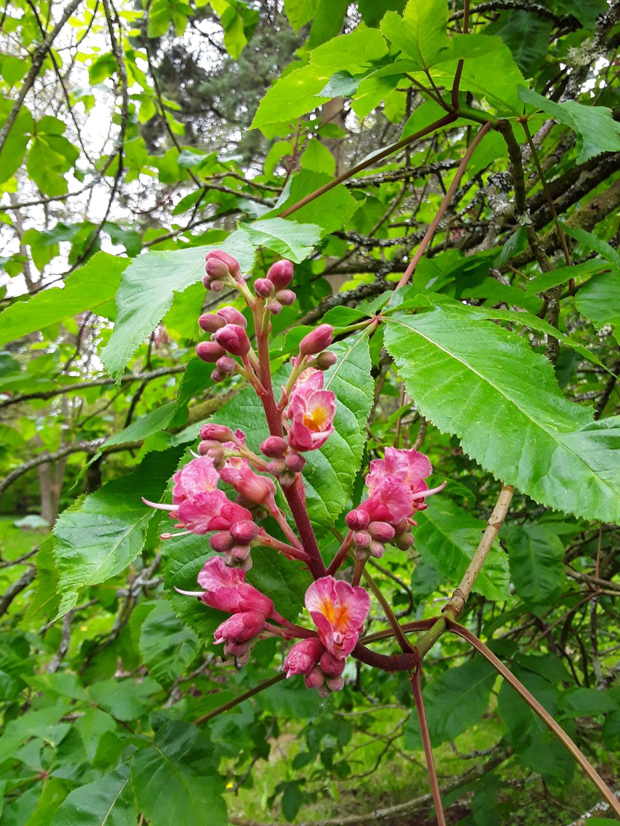 Aesculus × carnea 'Briotii' - Red horse chestnut | Westonbirt