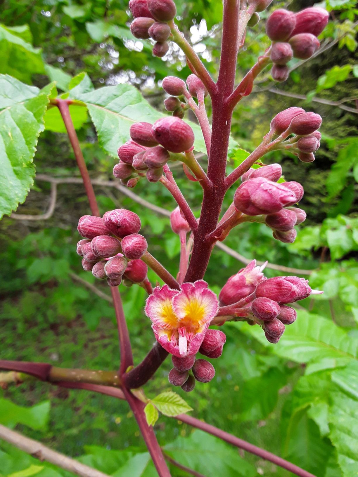 Aesculus × carnea 'Briotii' - Red horse chestnut | Westonbirt