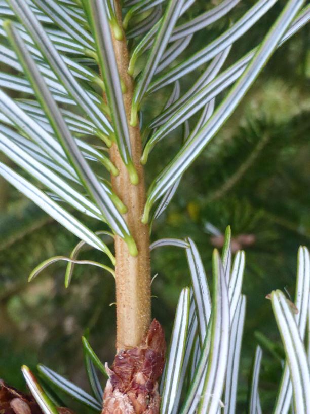 Abies densa - Sikkim fir | Westonbirt