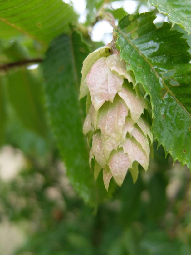Carpinus japonica - Japanese hornbeam | Westonbirt