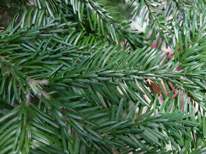 Abies amabilis - Pacific silver fir | Westonbirt
