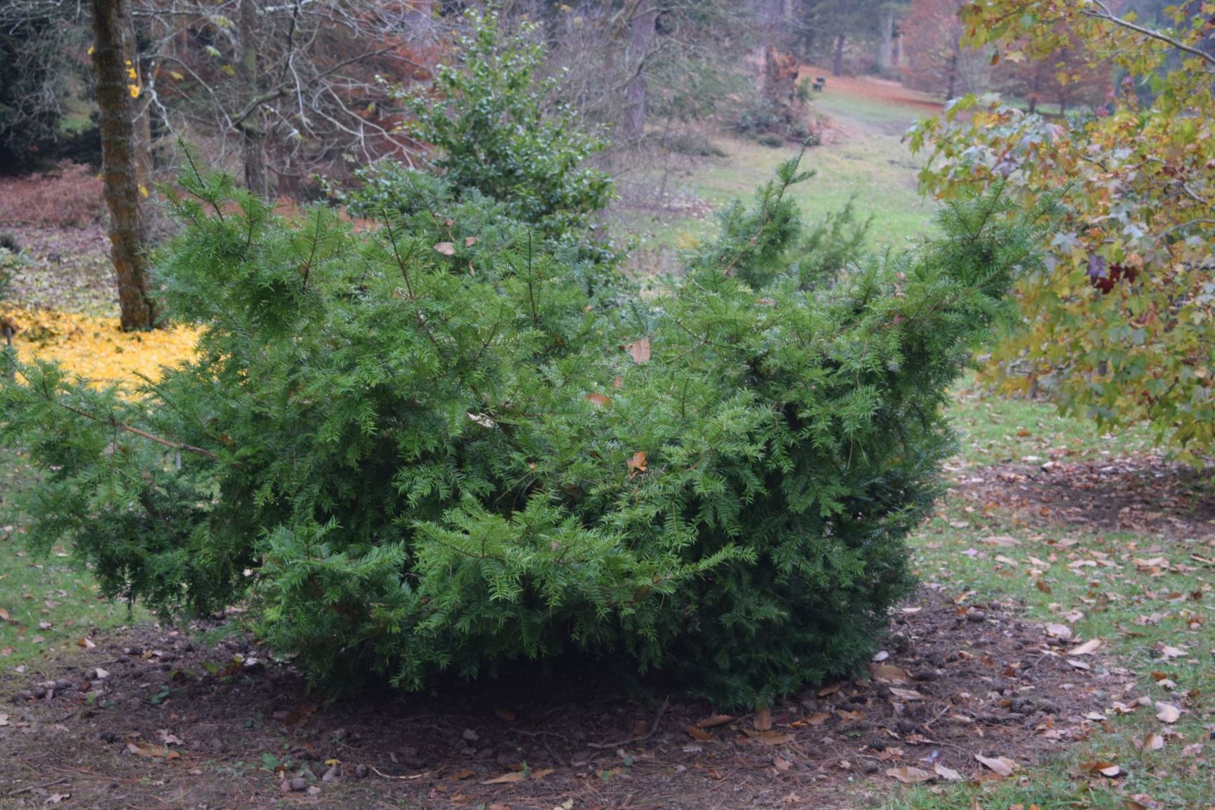 Torreya taxifolia - Stinking cedar | Westonbirt