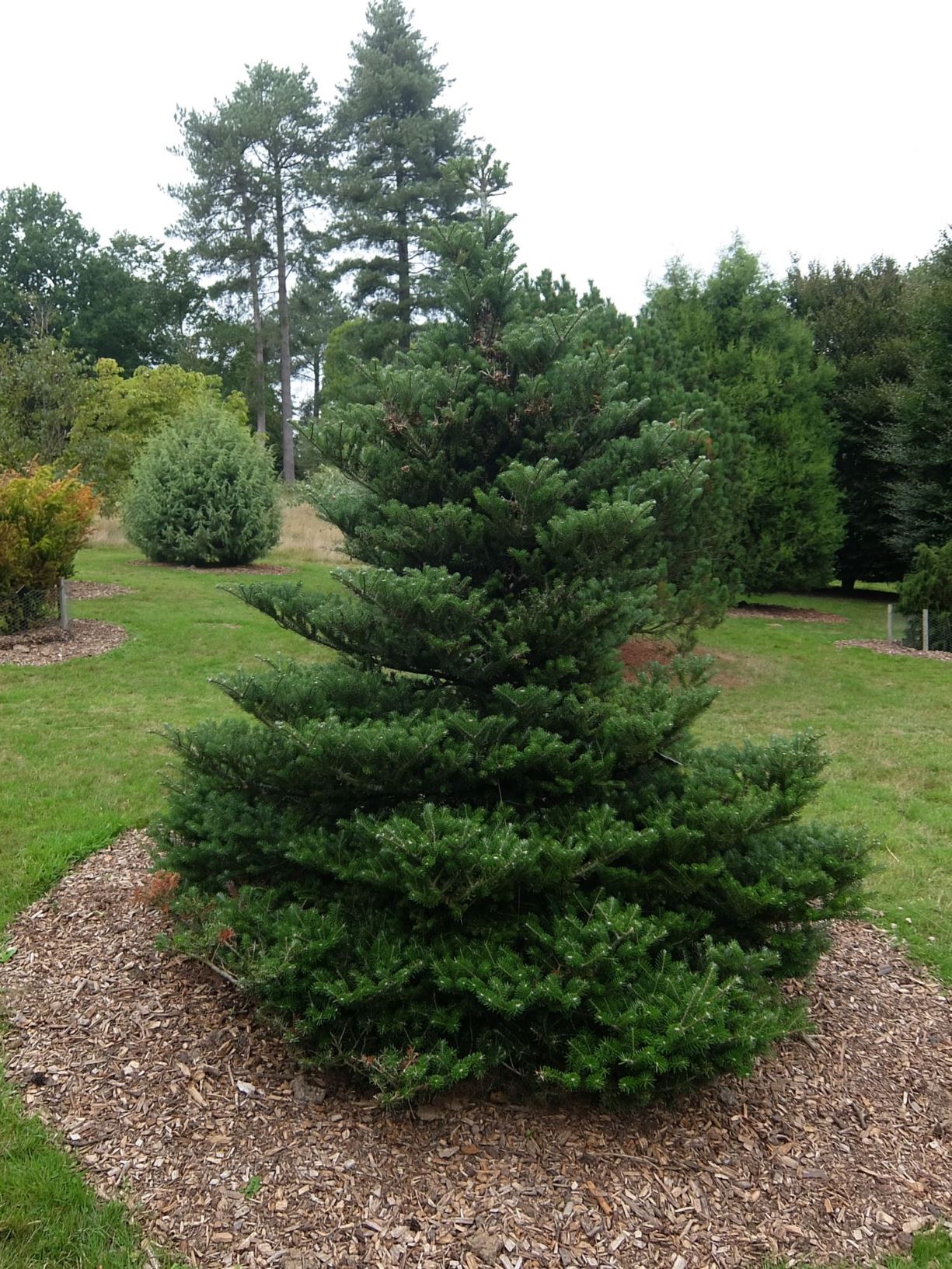 Abies koreana - Korean fir | Westonbirt