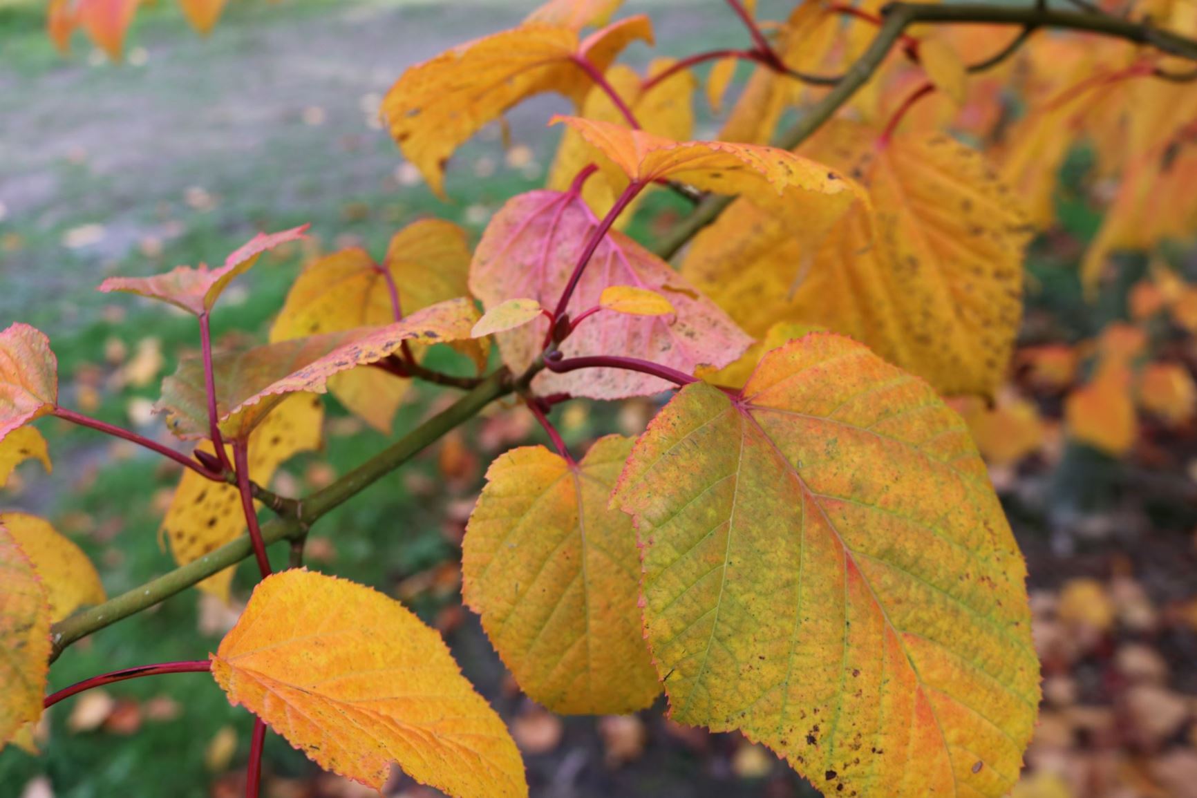 Acer capillipes - Red snake-bark maple | Westonbirt