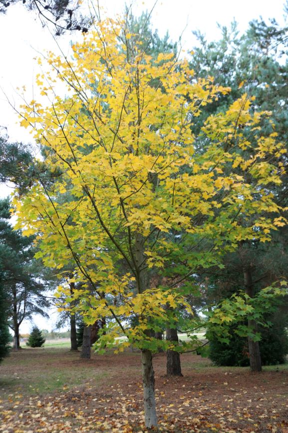 Acer cappadocicum - Cappadocian maple | Westonbirt