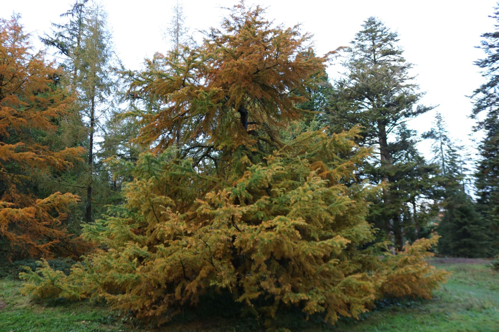 Pseudolarix amabilis - Golden larch | Westonbirt