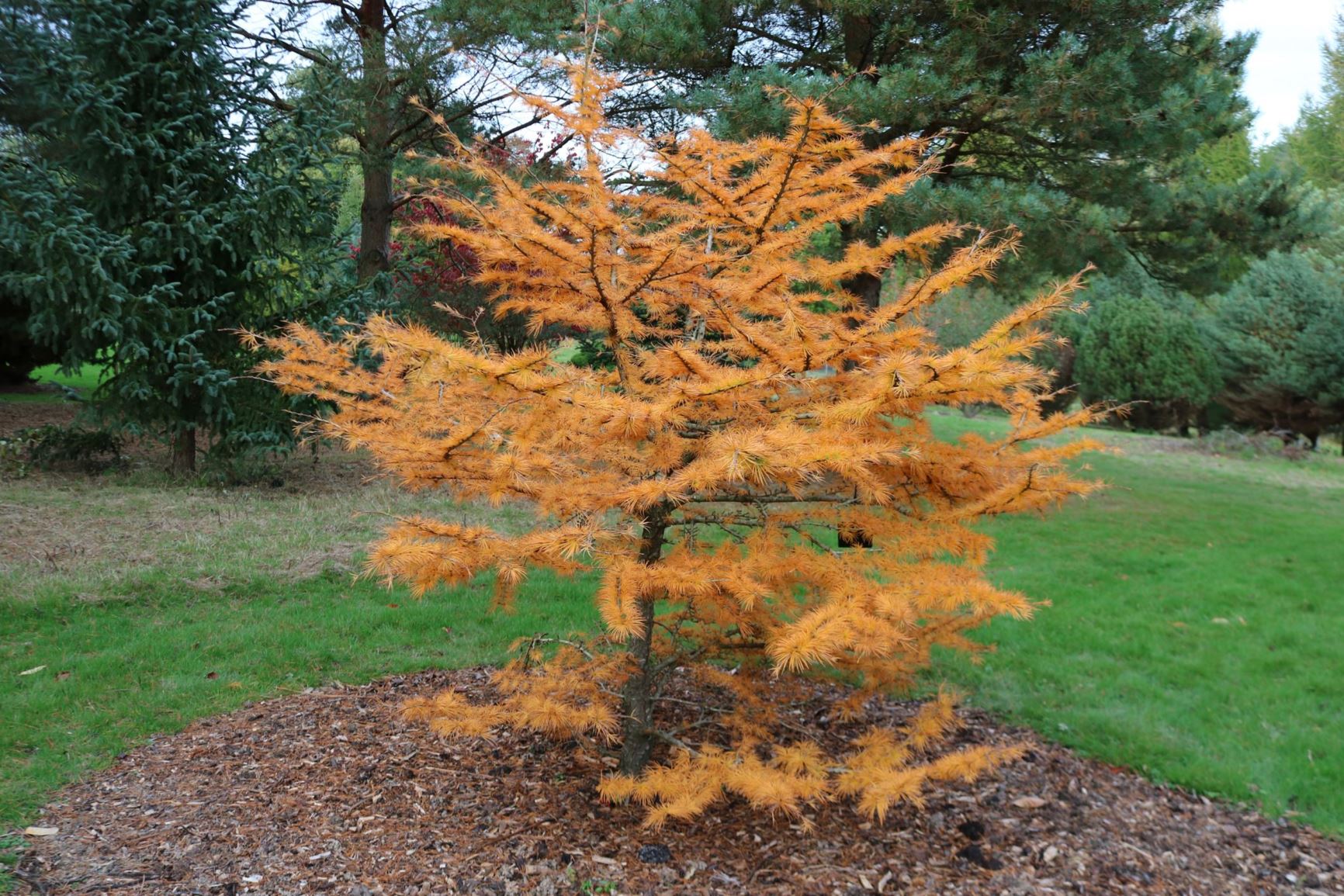 Pseudolarix amabilis - Golden larch | Westonbirt
