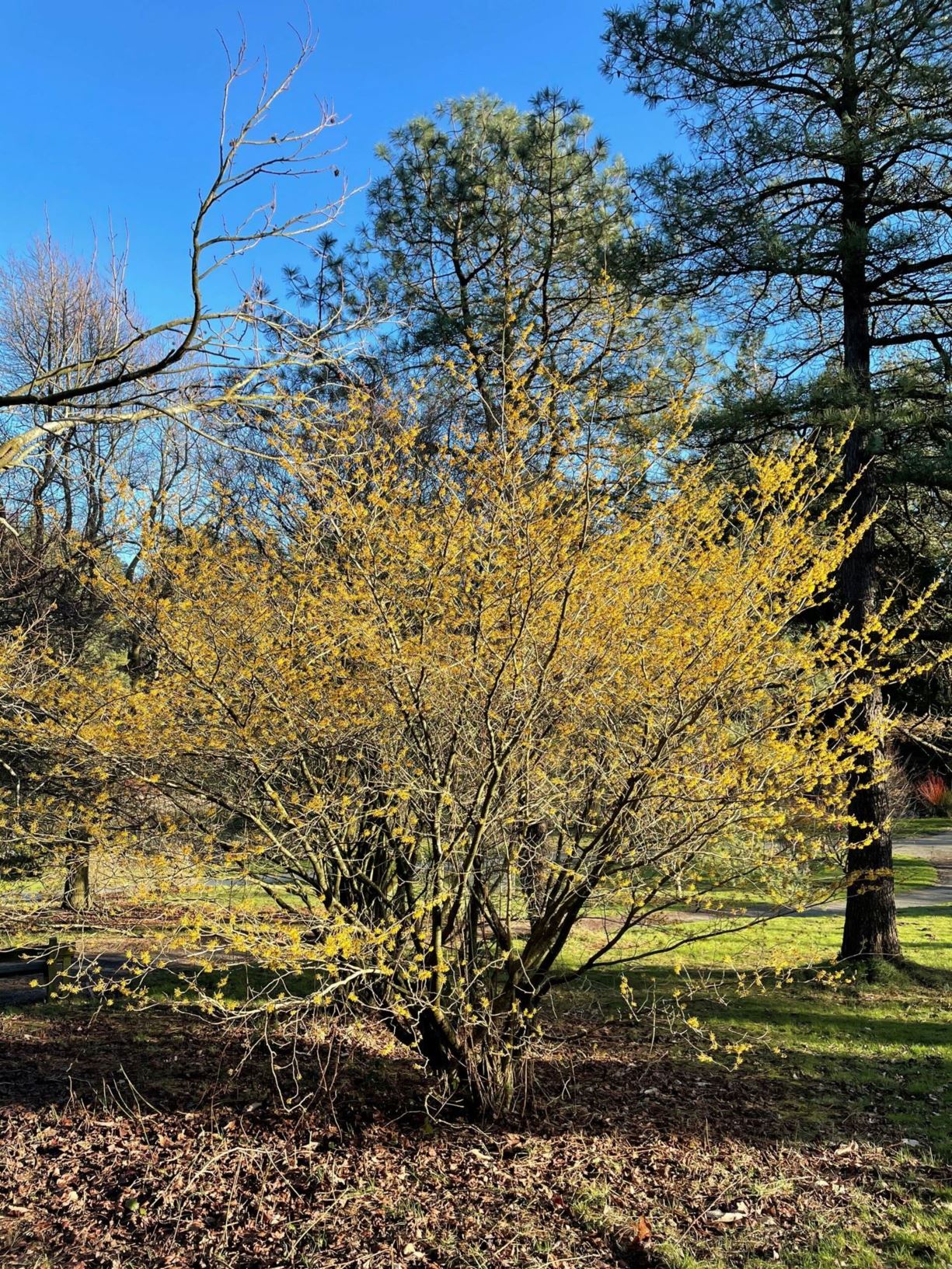 Hamamelis mollis - Chinese Witch Hazel | Westonbirt