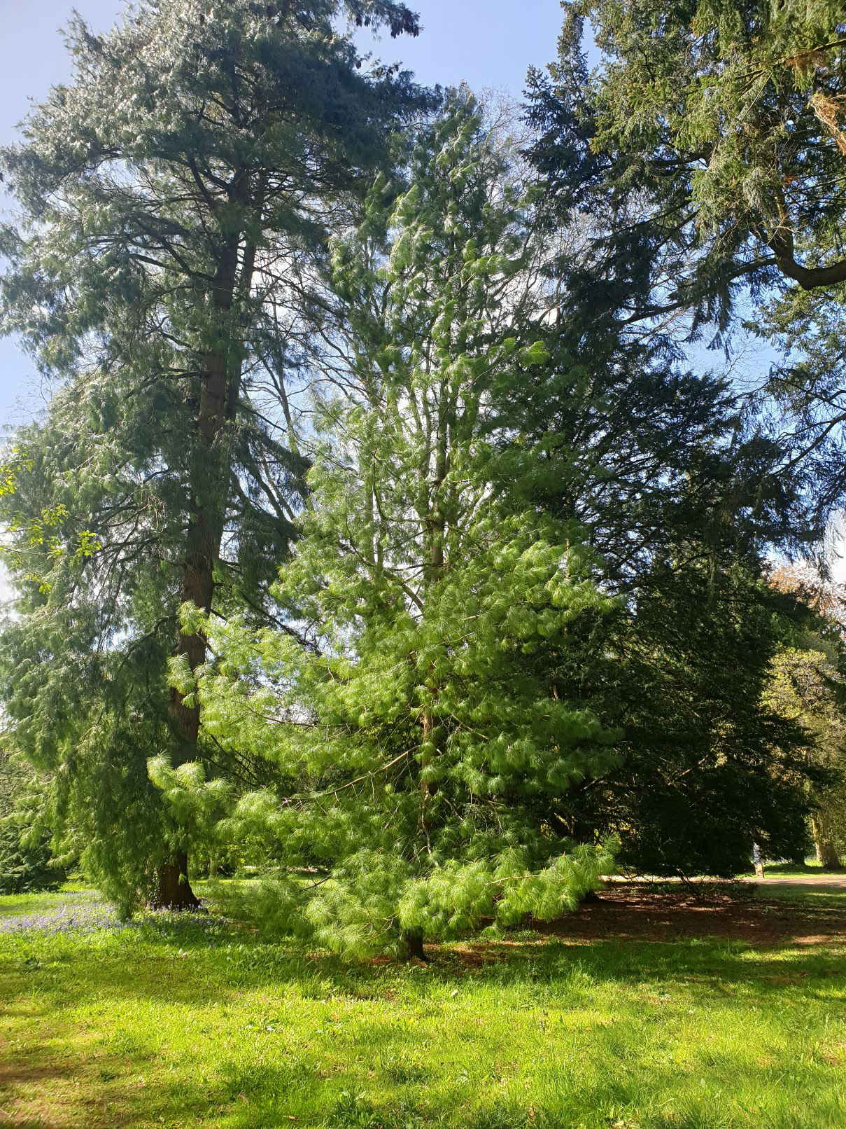 Pinus wallichiana - Bhutan pine | Westonbirt