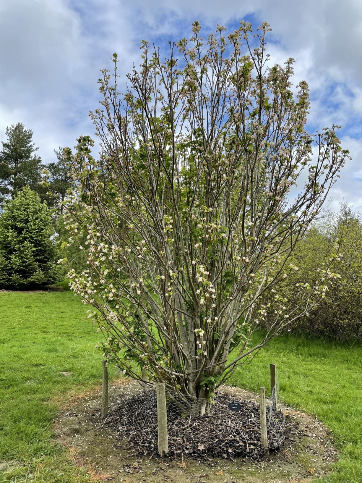 Staphylea pinnata - Bladdernut | Westonbirt