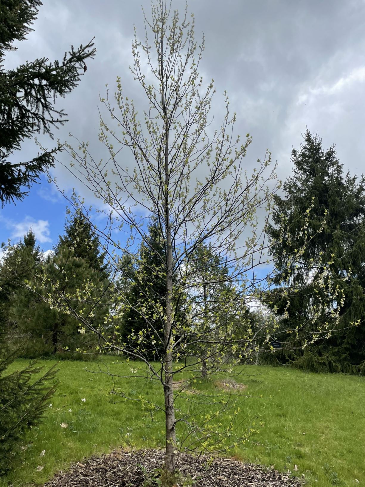 Halesia carolina - Snowdrop tree | Westonbirt