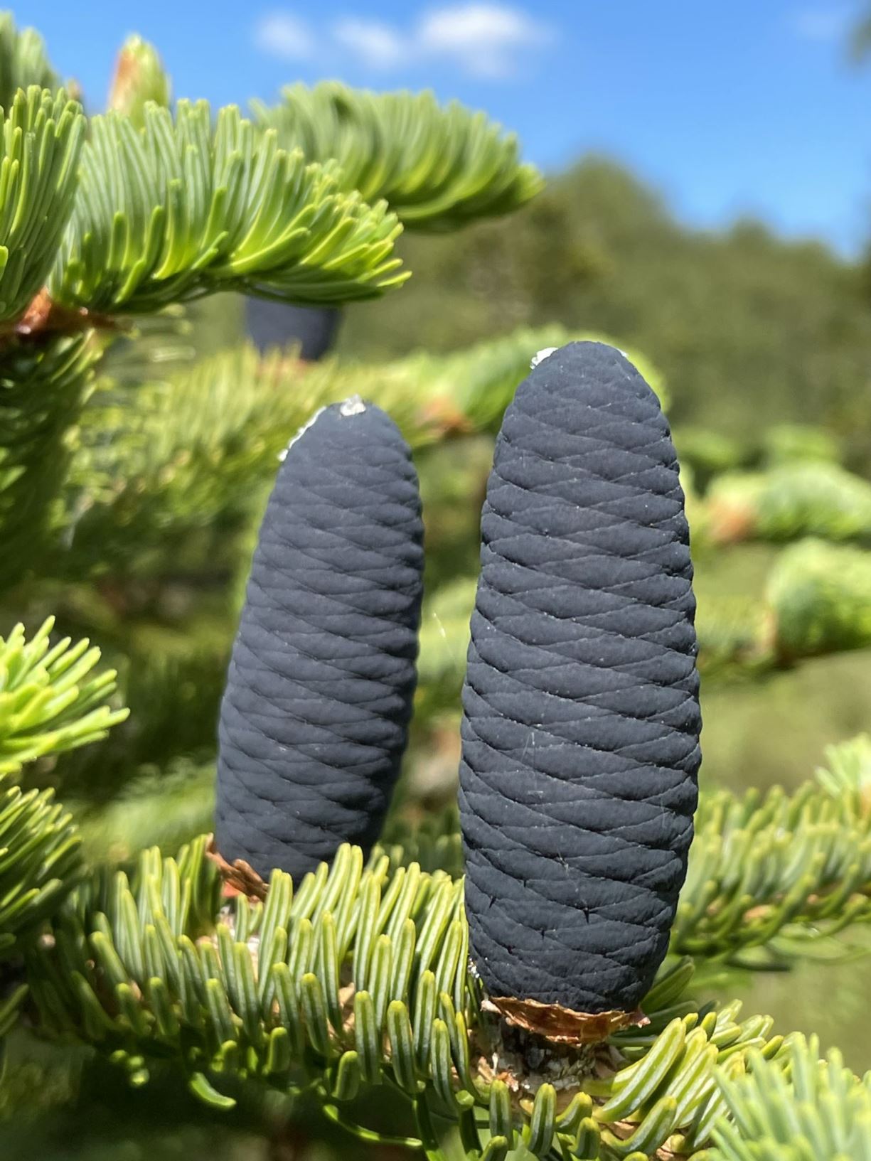 Abies kawakamii - Taiwan fir | Westonbirt