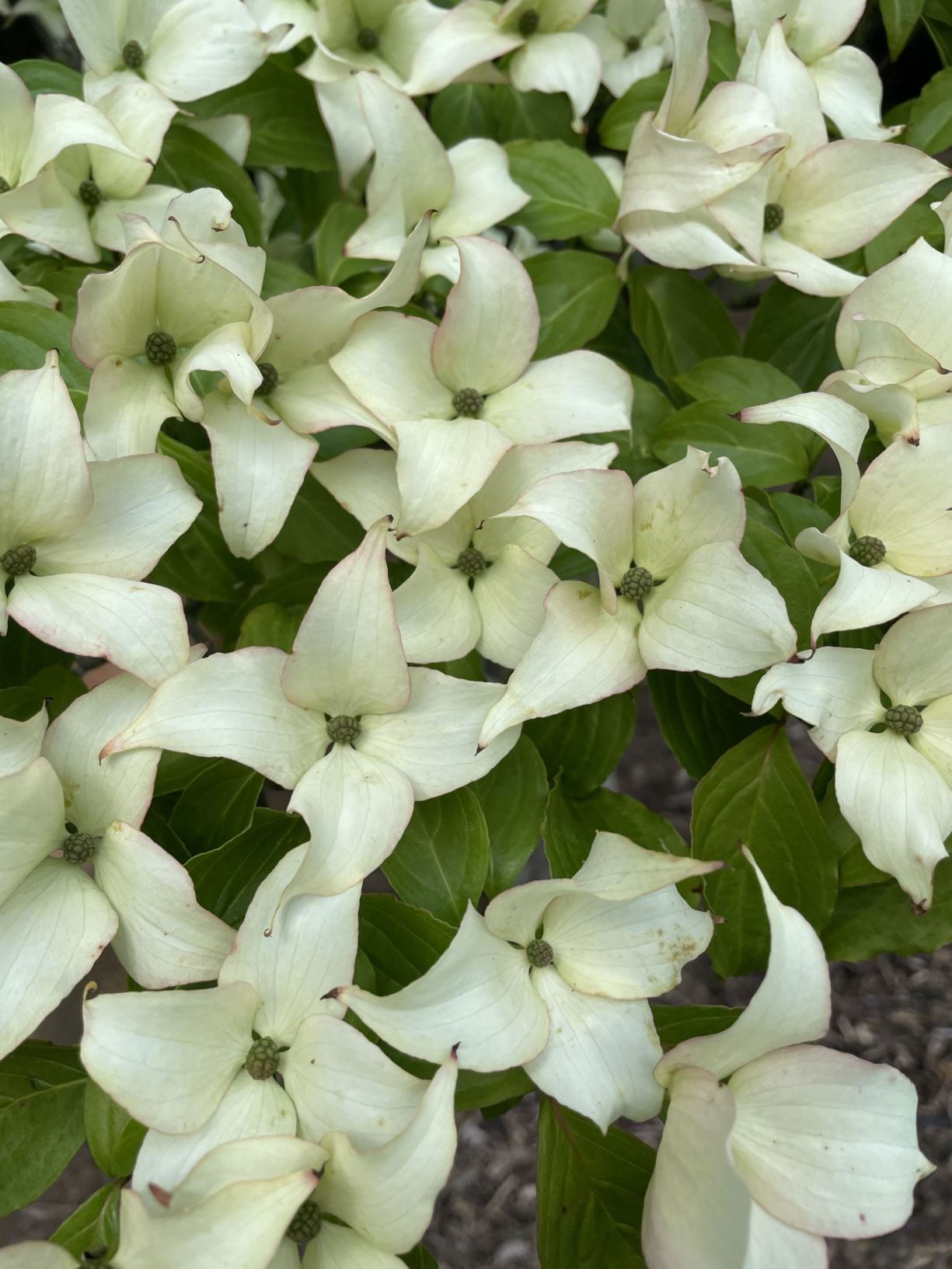 Cornus kousa - Japanese strawberry tree | Westonbirt