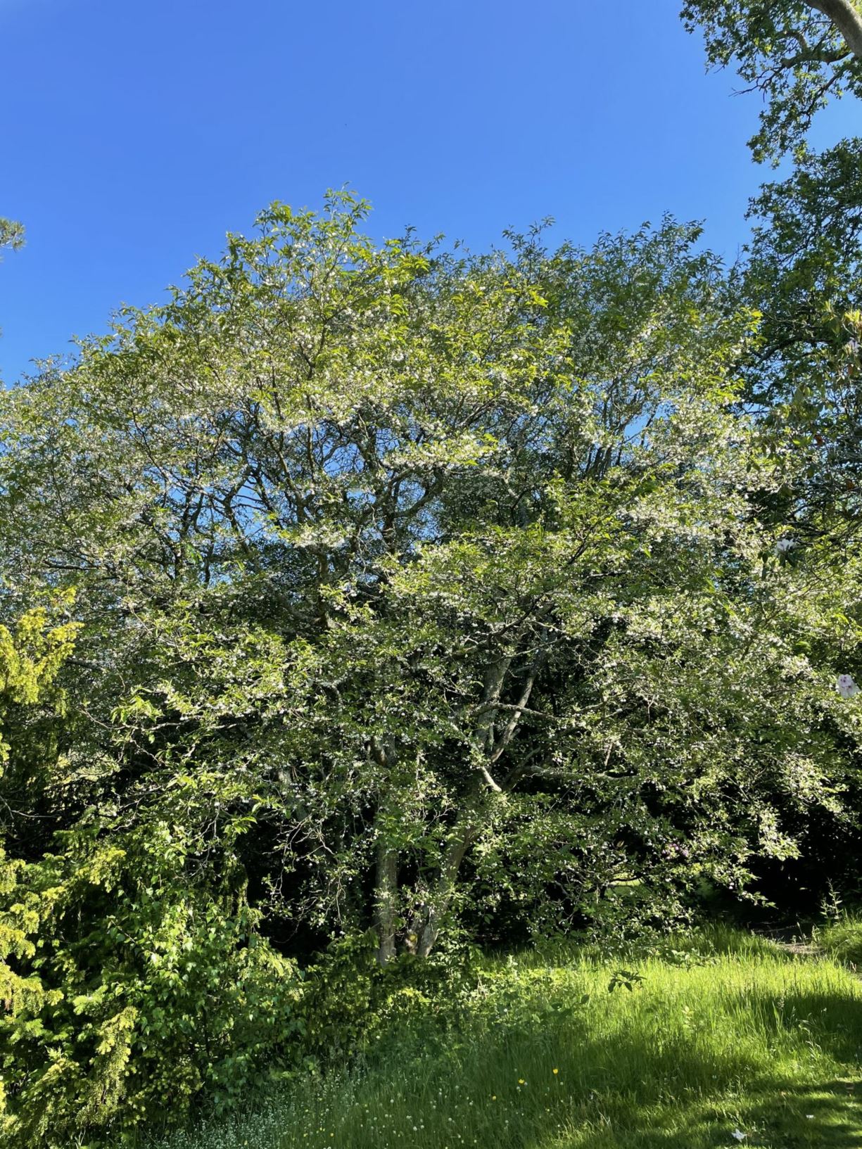 Styrax japonicus - Japanese snowbell | Westonbirt