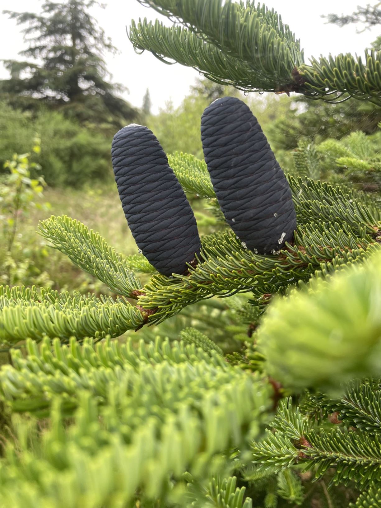 Abies kawakamii - Taiwan fir | Westonbirt