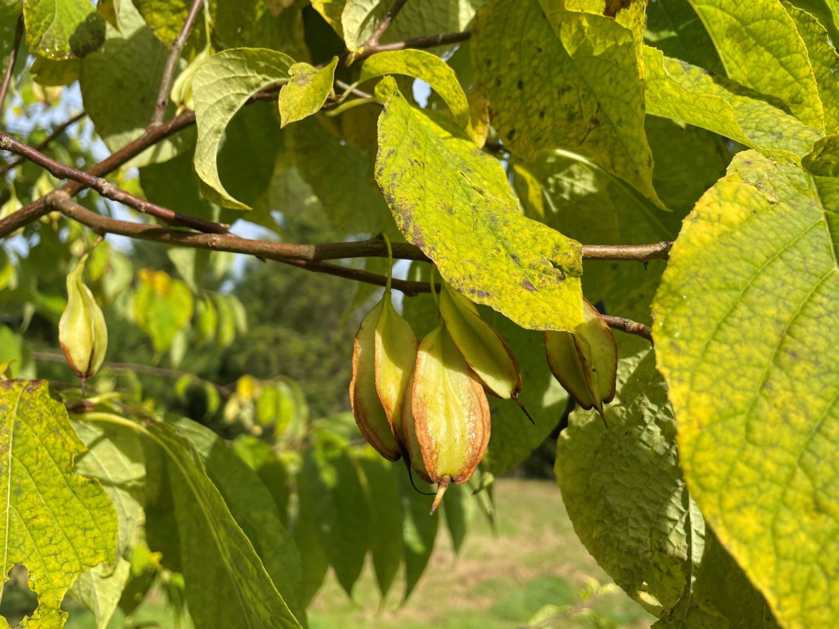 Halesia carolina - Snowdrop tree | Westonbirt