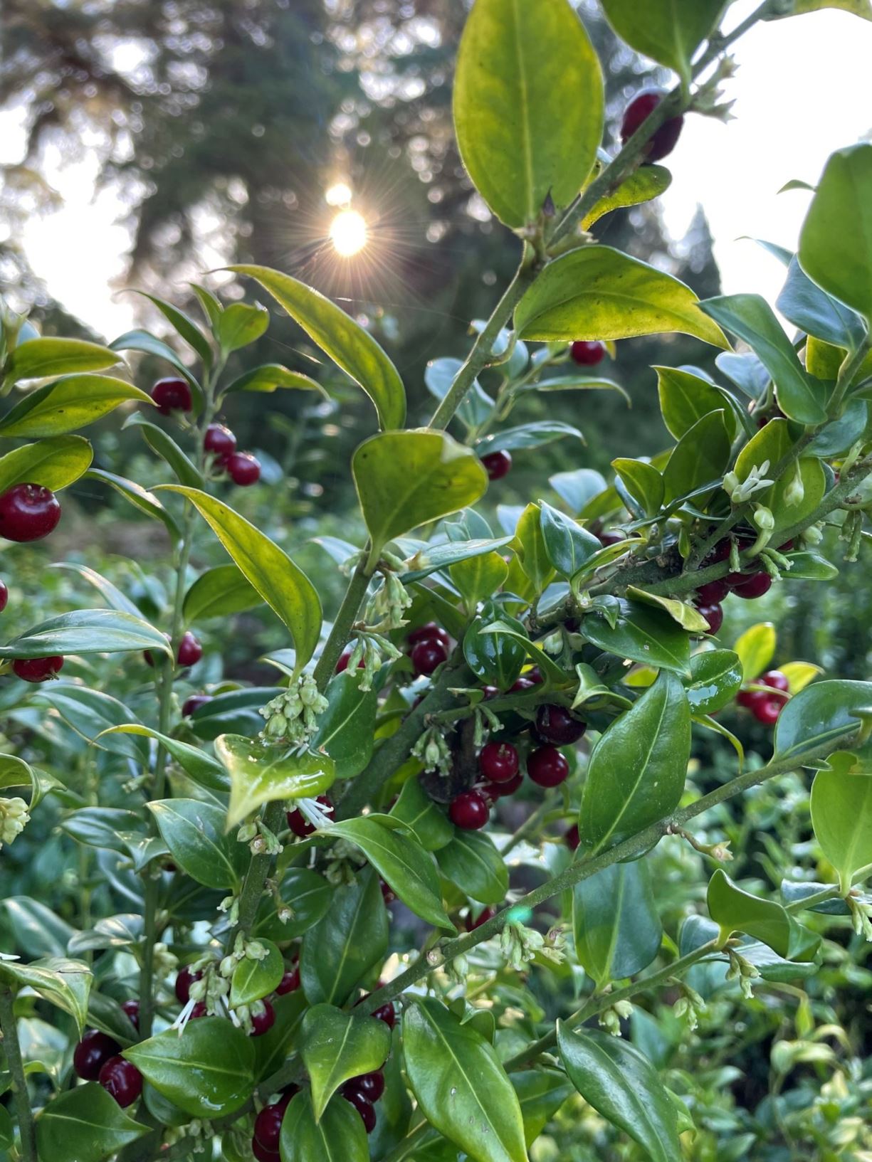 Sarcococca ruscifolia - Christmas box | Westonbirt