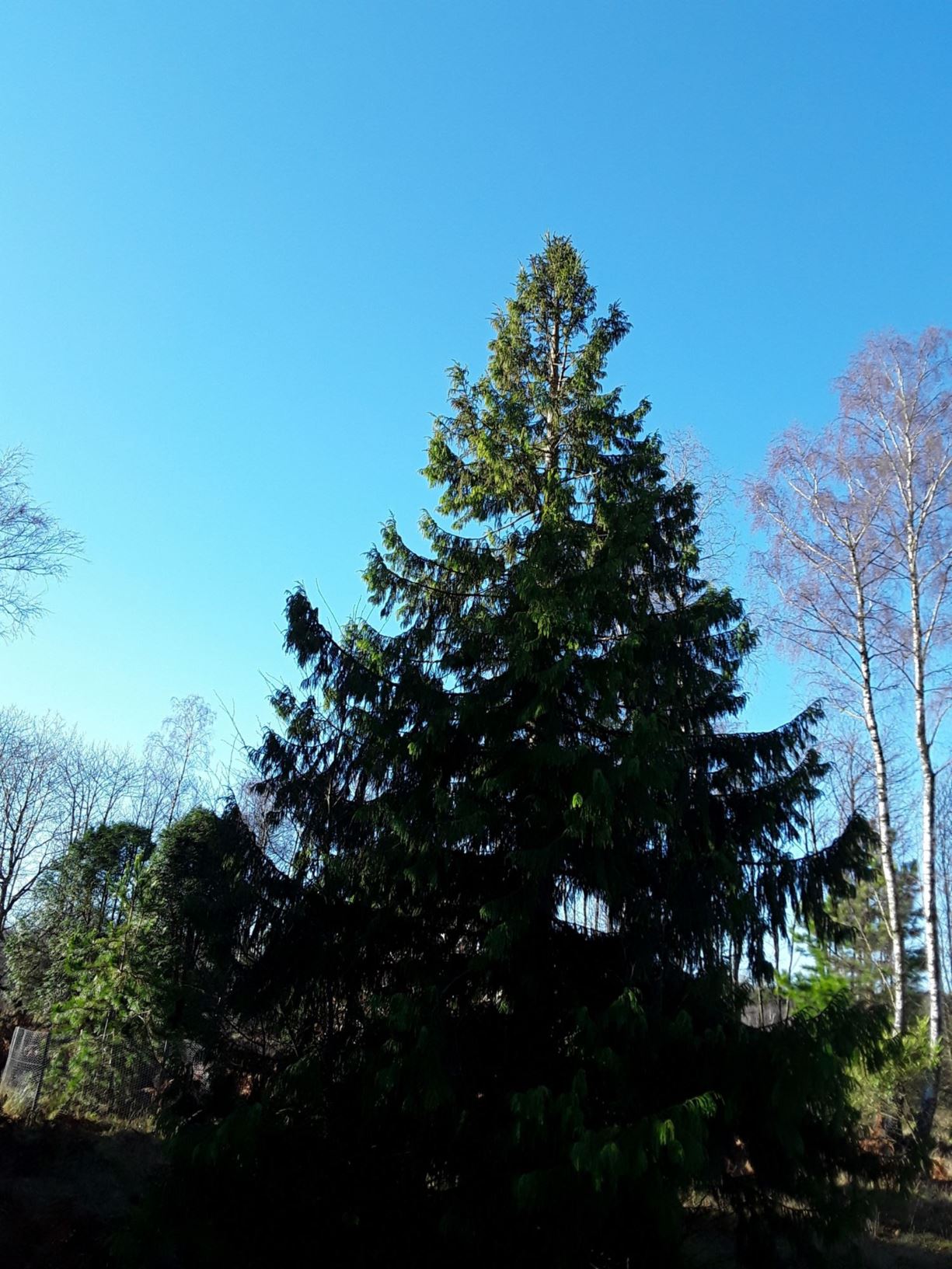 Taiwania cryptomerioides - Coffin tree | Westonbirt