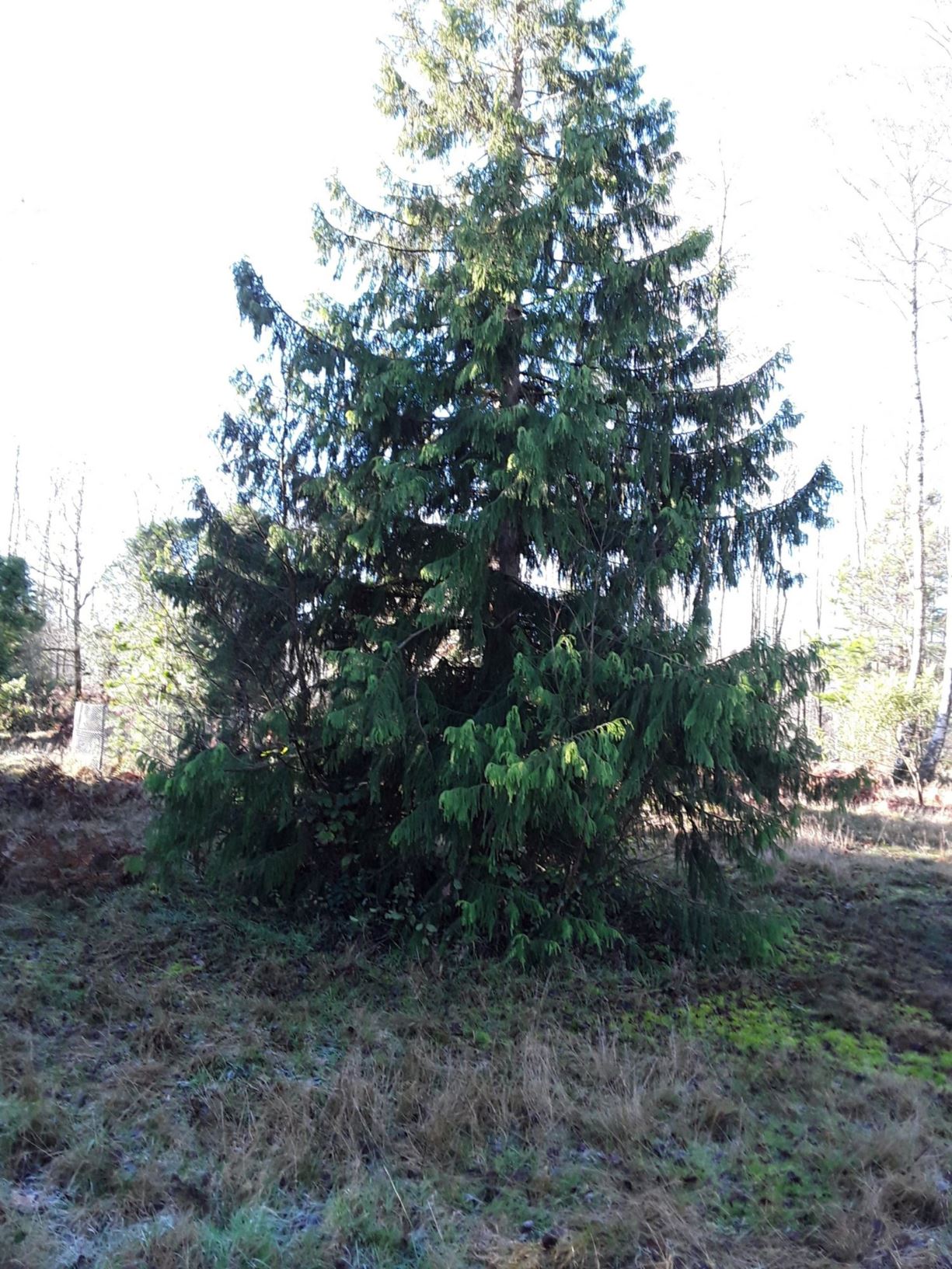 Taiwania cryptomerioides - Coffin tree | Westonbirt