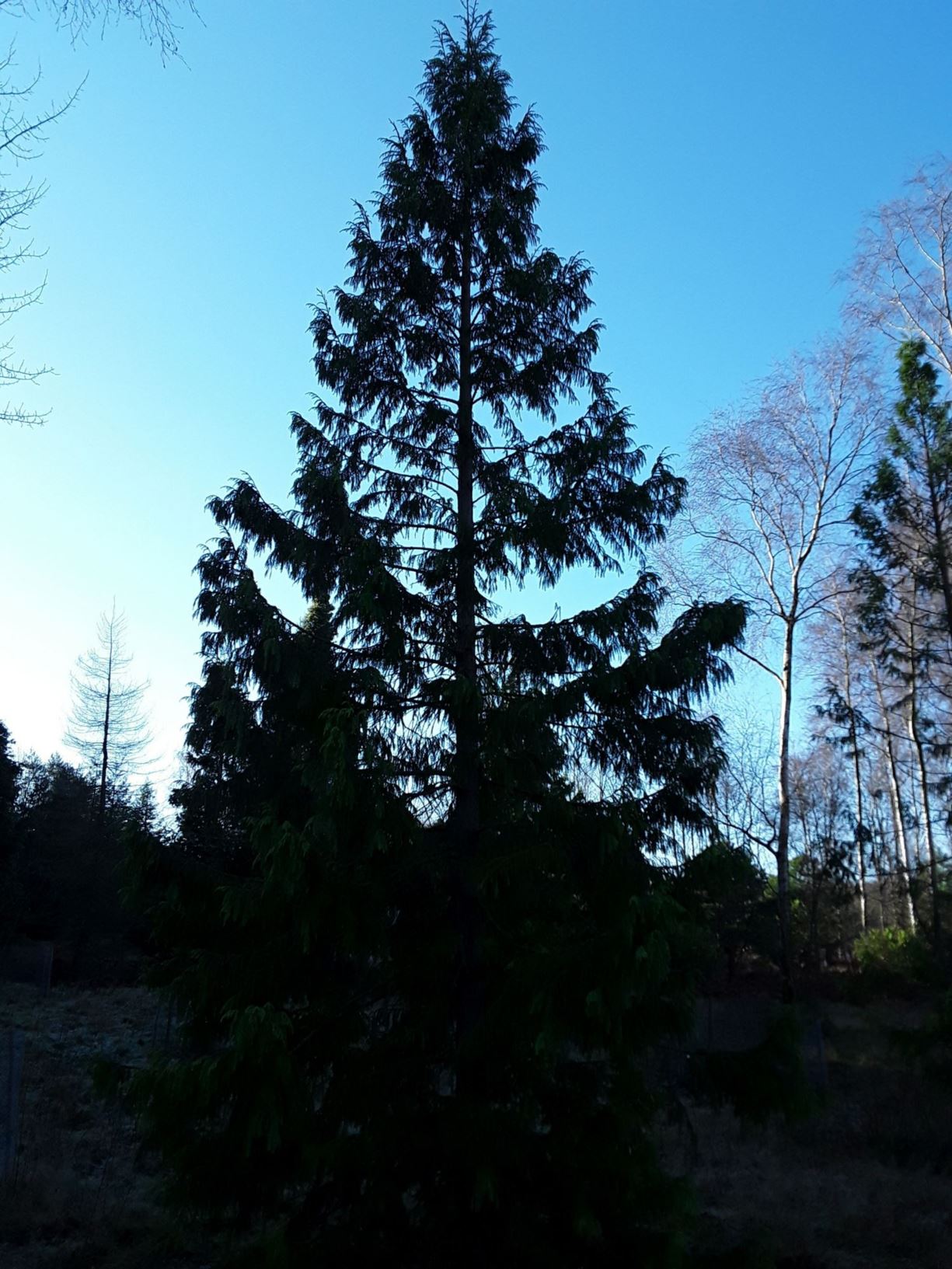 Taiwania cryptomerioides - Coffin tree | Westonbirt