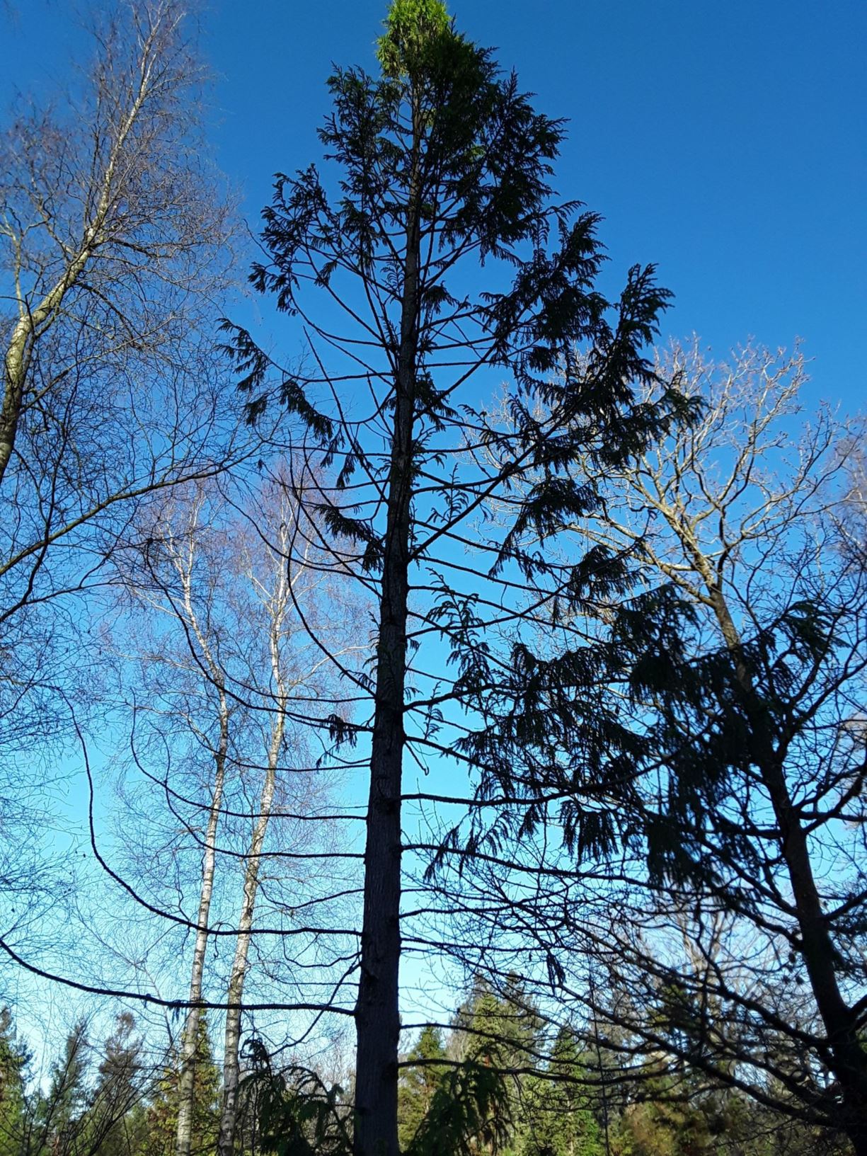 Taiwania cryptomerioides - Coffin tree | Westonbirt