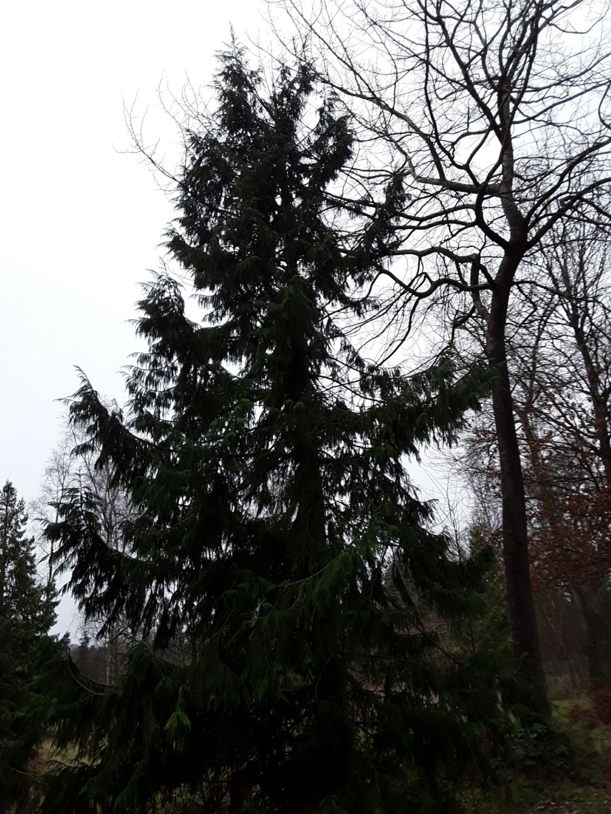 Taiwania cryptomerioides - Coffin tree | Westonbirt