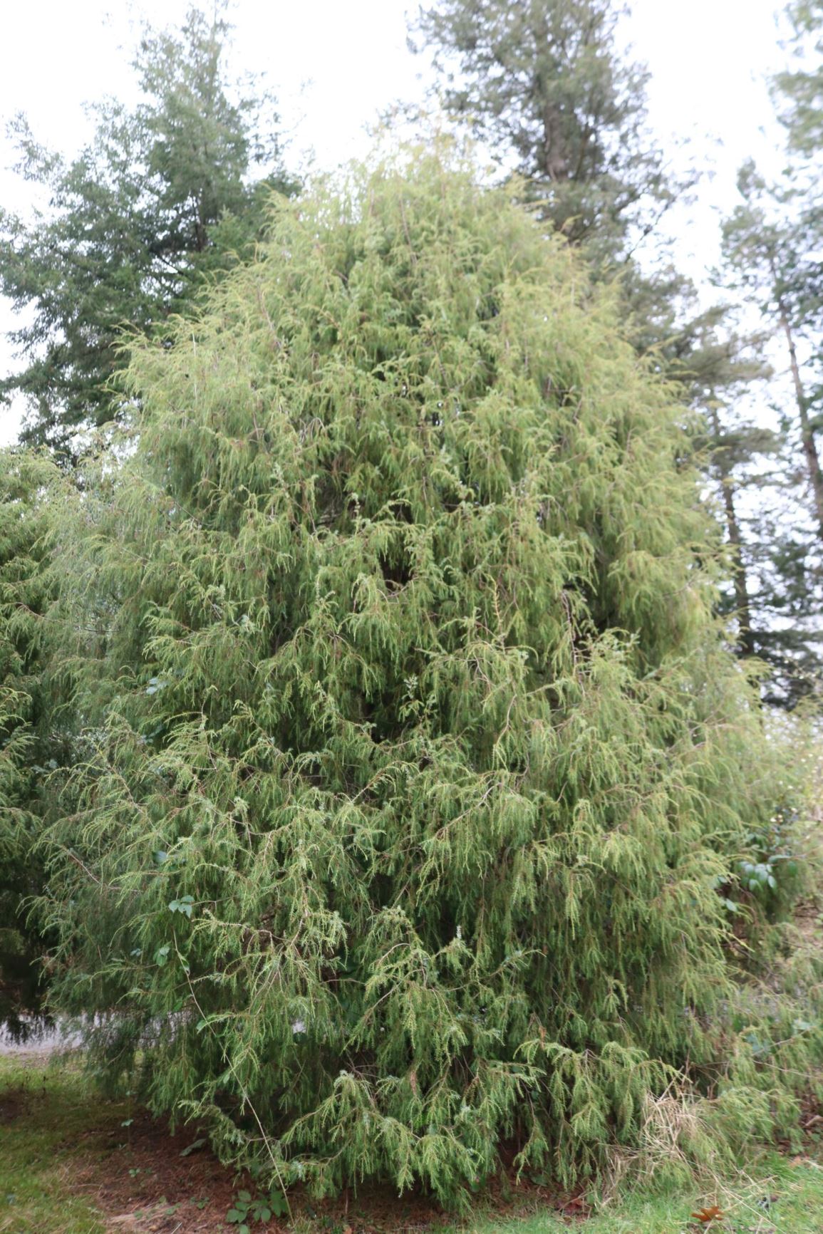 Juniperus cedrus - Canary Islands juniper | Westonbirt