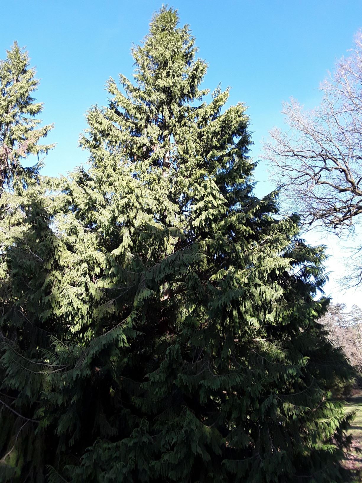 Taiwania cryptomerioides - Coffin tree | Westonbirt