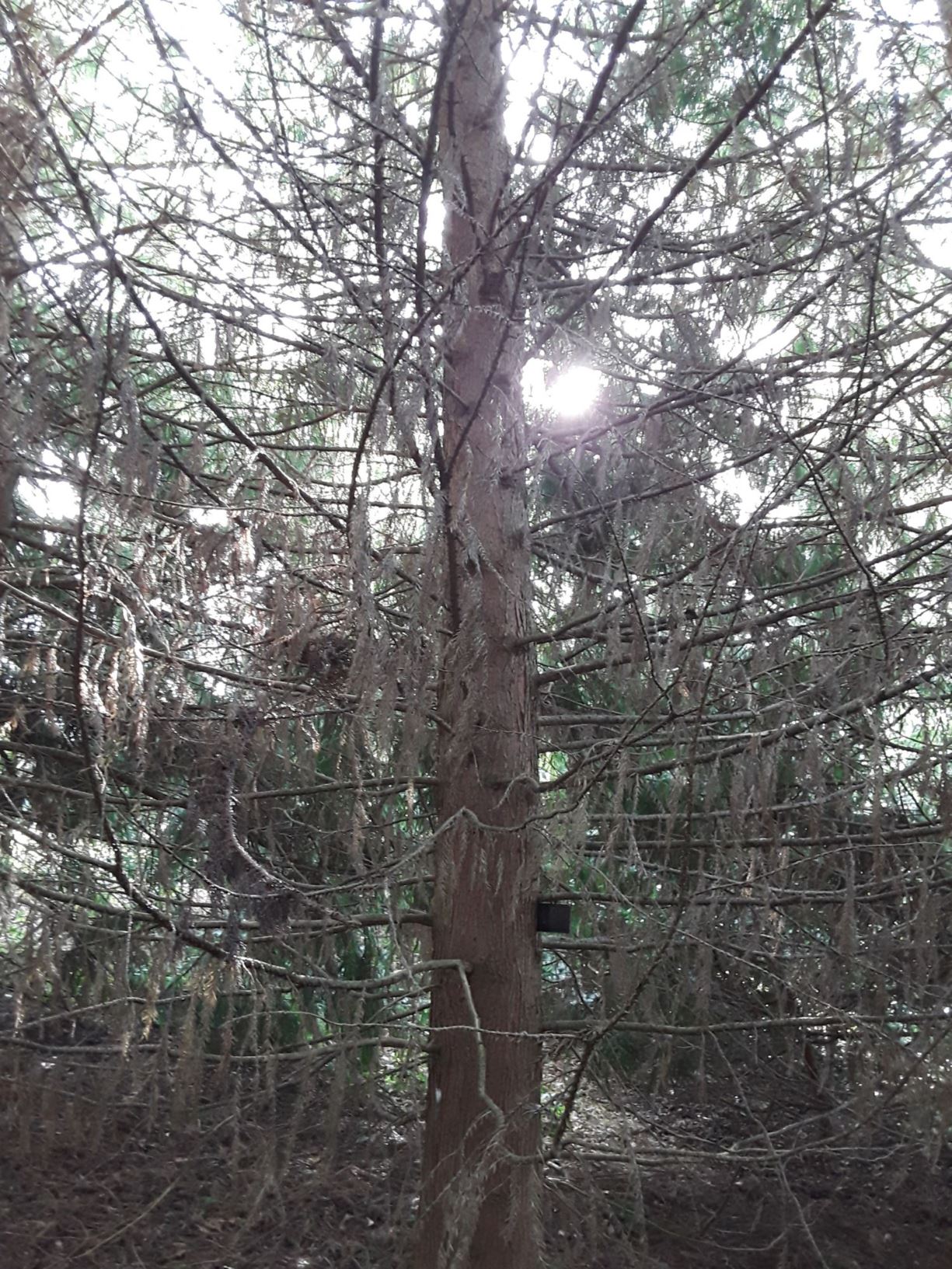 Taiwania cryptomerioides - Coffin tree | Westonbirt
