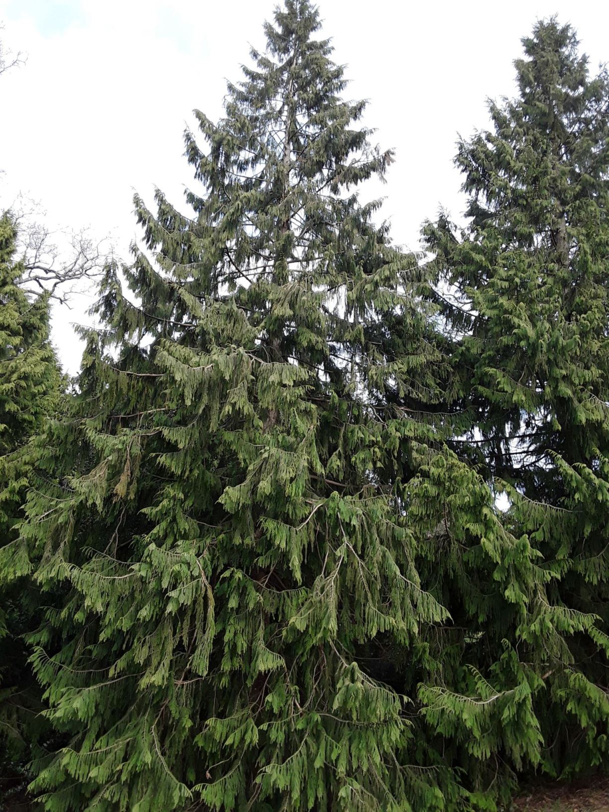 Taiwania cryptomerioides - Coffin tree | Westonbirt