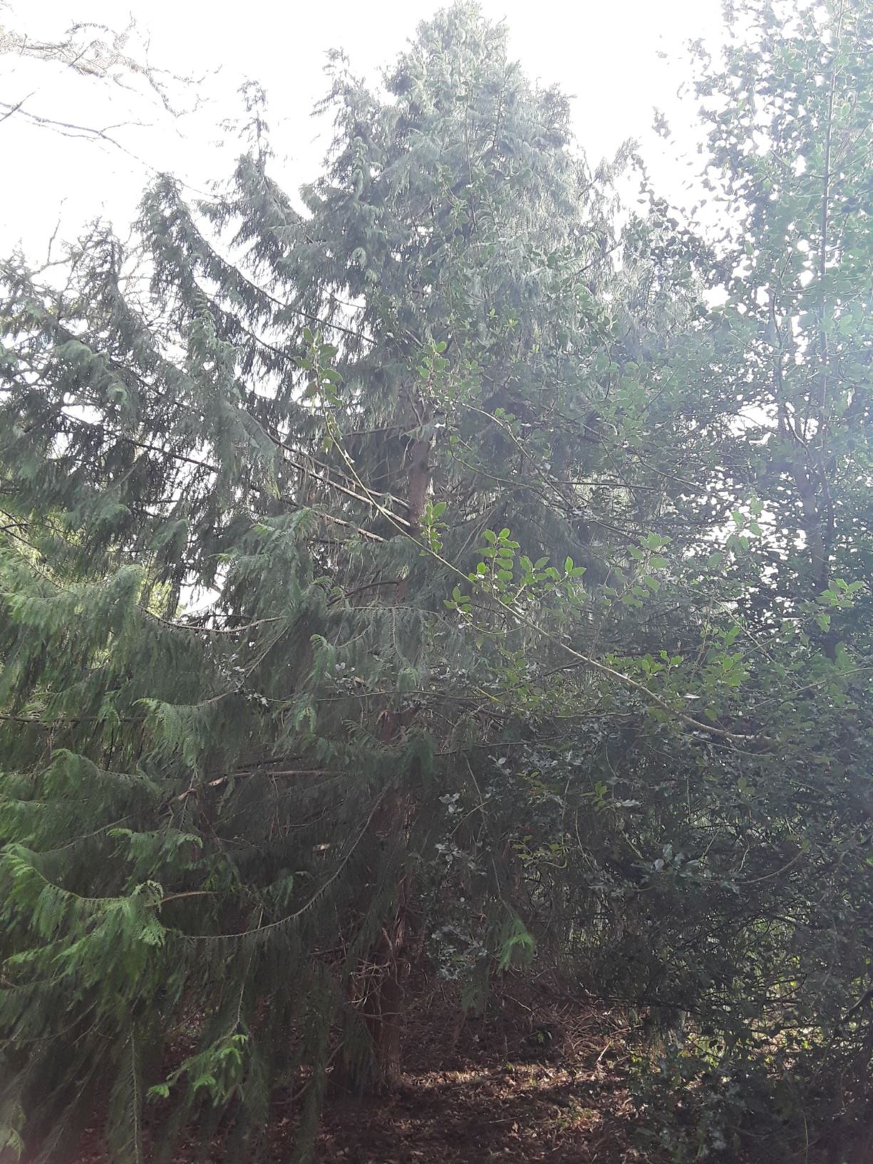 Taiwania cryptomerioides - Coffin tree | Westonbirt