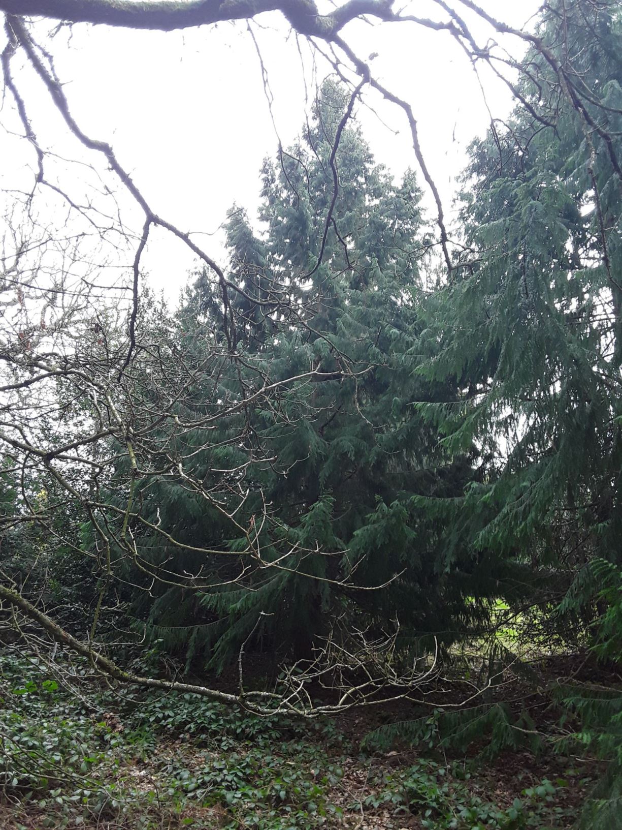 Taiwania cryptomerioides - Coffin tree | Westonbirt