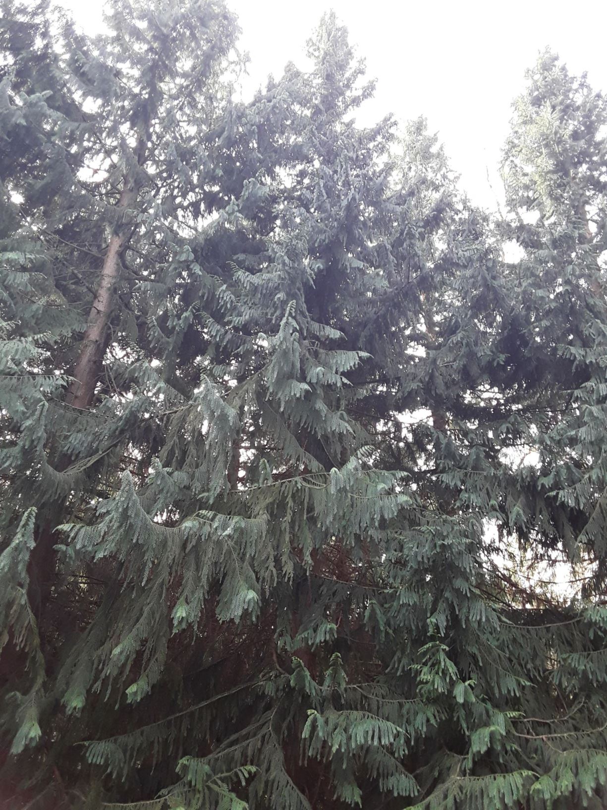 Taiwania cryptomerioides - Coffin tree | Westonbirt