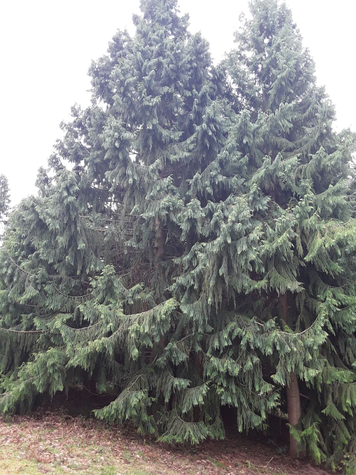 Taiwania cryptomerioides - Coffin tree | Westonbirt