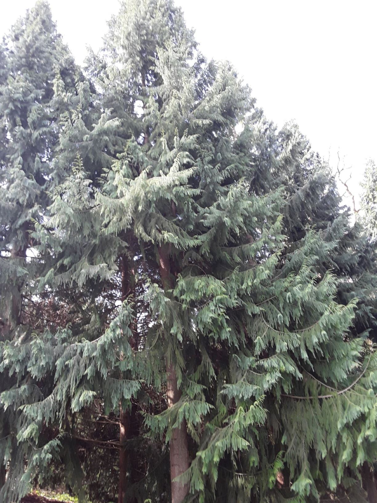 Taiwania cryptomerioides - Coffin tree | Westonbirt