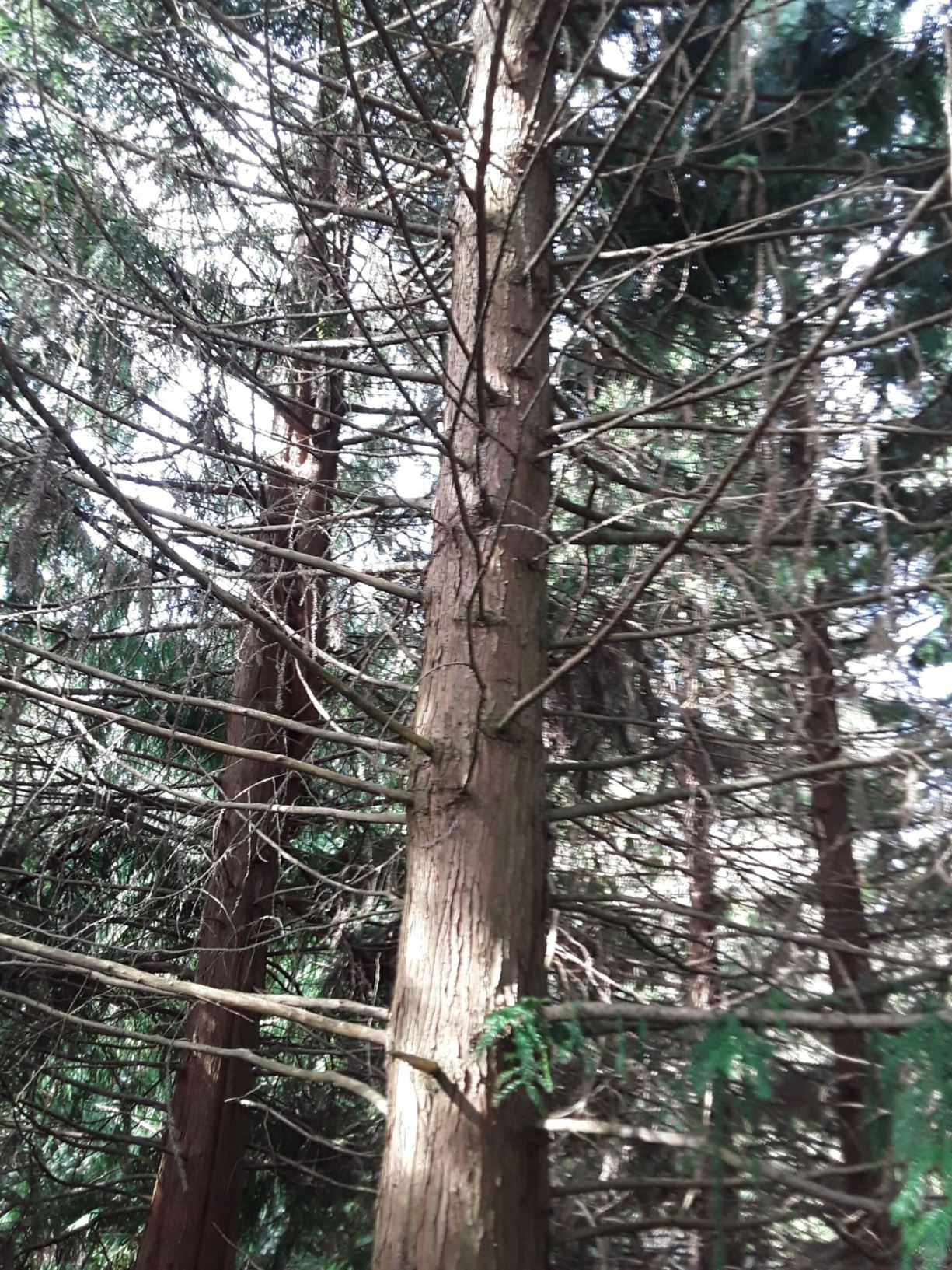 Taiwania cryptomerioides - Coffin tree | Westonbirt