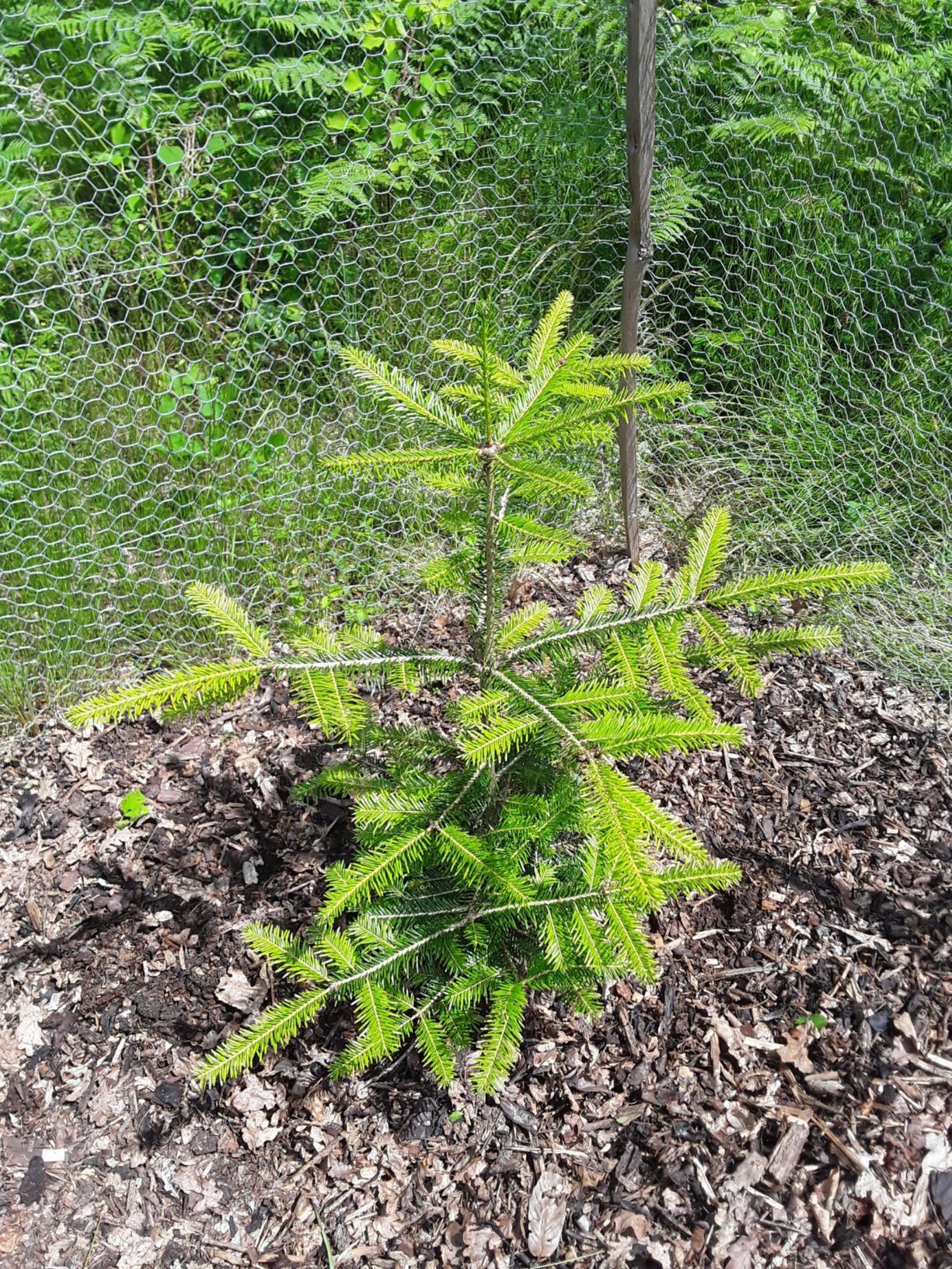 Abies alba - European silver fir | Westonbirt